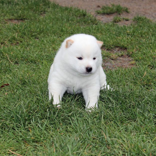 Le Shiba Inu Nain : Le Mame Shiba - Shiba Marrant